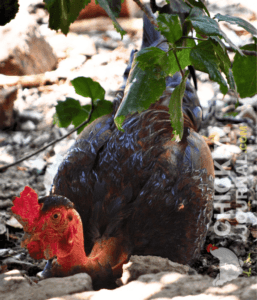 How Do Chickens Sleep? - All About Chicken Sleeping Patterns