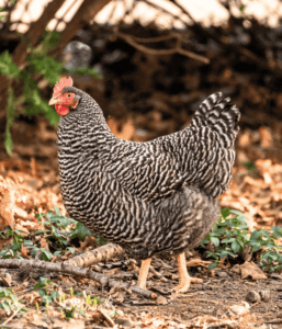17 Cutest Chicken Breeds (with Pictures) – Chicken Journal
