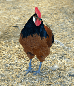 Vorwerk Chicken: Egg, Size, Appearance, Personality, and Pictures