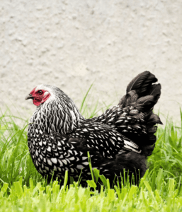 15 Rose Comb Chicken Breeds : Top List With Info