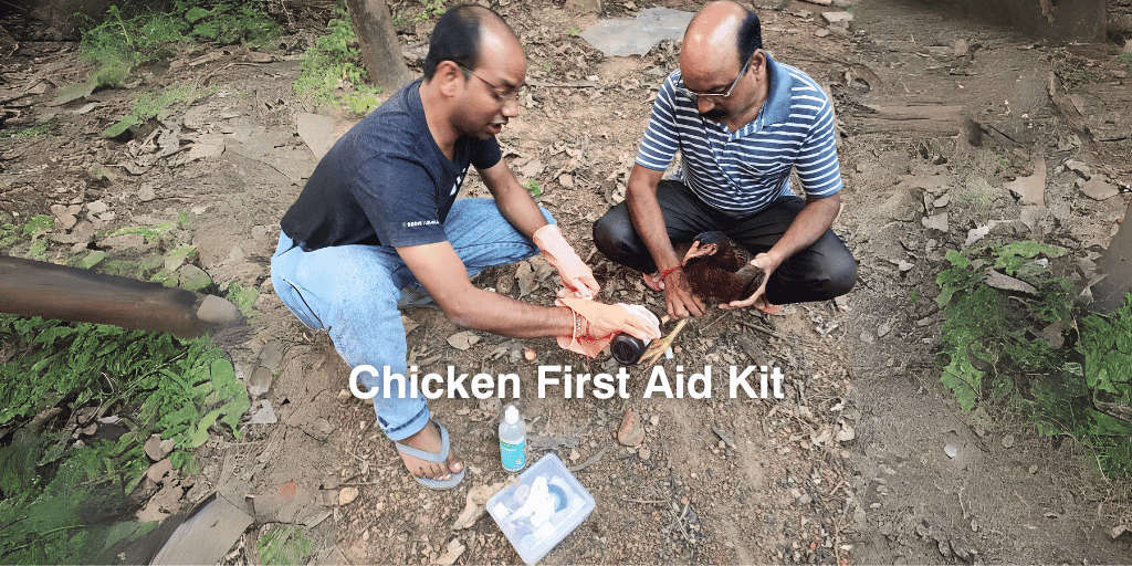 Chicken First Aid Kit 101: Essential Items & How To Use Them?