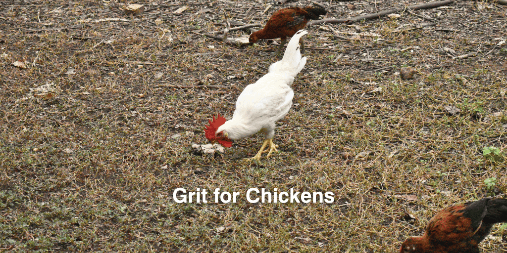 Grit for Chickens: Why, When, and How To Feed?