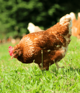 Cinnamon Queen Chicken: All You Need to Know - ChickenJournal