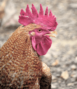 Pale Chicken Comb: Everything You Need To Know - ChickenJournal