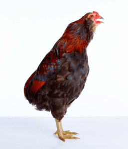 21 Chickens With Hair on Their Head, Back and Legs