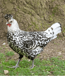 21 Chickens With Hair on Their Head, Back and Legs
