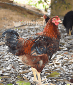 Chicken Wattles 101: Everything You Need to Know