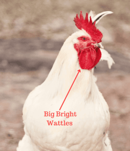 Chicken Wattles 101: Everything You Need to Know