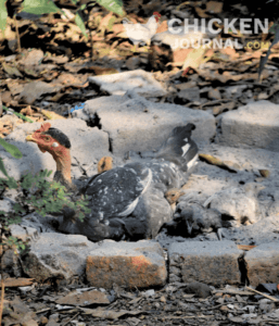 All Chicken Behaviors: A Guide to Understanding Your Flock