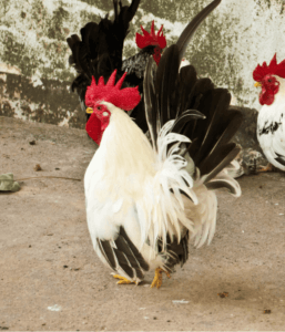 21 Chickens With Hair on Their Head, Back and Legs
