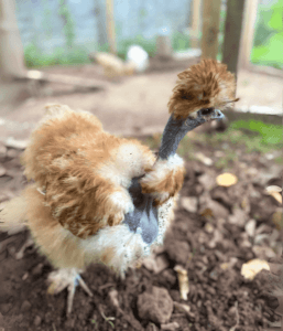 21 Chickens With Hair on Their Head, Back and Legs