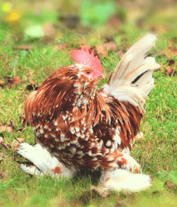 29 Best Broody Chicken Breeds for Hatching Eggs (With Pictures)