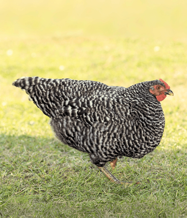 15 Rose Comb Chicken Breeds : Top List With Info
