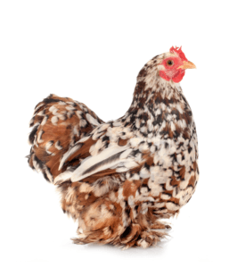 29 Best Broody Chicken Breeds for Hatching Eggs (With Pictures)