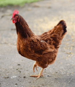29 Best Broody Chicken Breeds for Hatching Eggs (With Pictures)