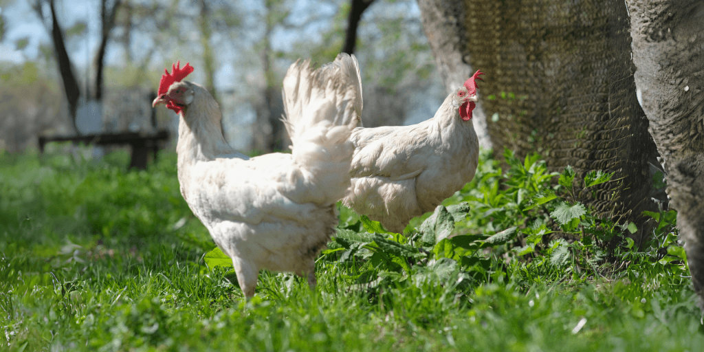 What Killed My Chicken? - 15 Mistakes May Kill Your Chickens