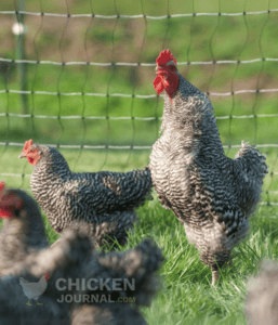 Pasture-Raised Chickens: Guide to Raise Healthier Birds