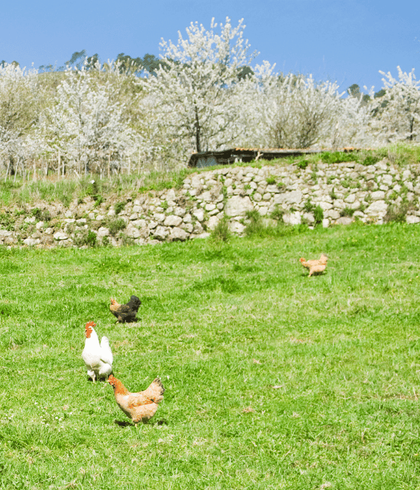 Pasture-Raised Chickens: Guide to Raise Healthier Birds