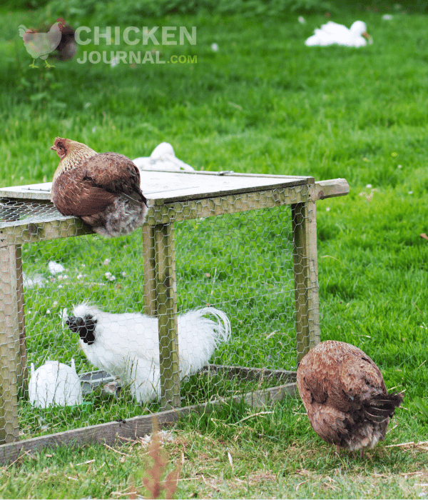 Pasture-Raised Chickens: Guide to Raise Healthier Birds