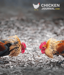 What to Do When Your Roosters Are Fighting? - Chicken Journal