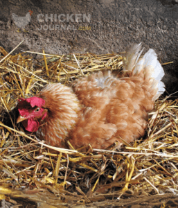 How to Take Care of a Broody Hen in Winter? - ChickenJournal