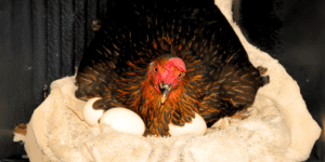 How to Take Care of a Broody Hen in Winter? - ChickenJournal