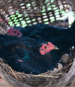How to Take Care of a Broody Hen in Winter? - ChickenJournal