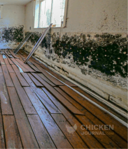 Mold in Chicken Coops: Guide to Prevention and Management