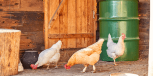 How to Train Chickens to Return to Their Coop At Night?