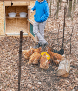 How to Train Chickens to Return to Their Coop At Night?