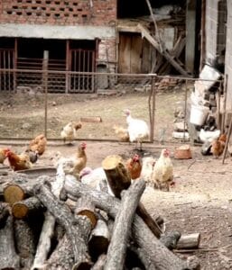 The Ultimate Guide to Raise Turkeys with Chickens