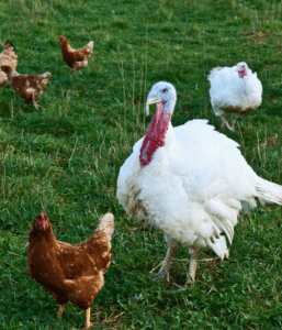 The Ultimate Guide to Raise Turkeys with Chickens
