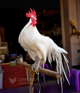 Top 17 Ornamental Chicken Breeds: Most Beautiful Ones