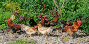 21 Best Chicken Breeds for Small Backyards (With Care Tips)