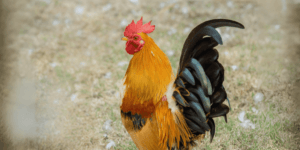 Nankin Bantam Chicken: A Complete Breed Guide - ChickenJournal