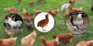 Prairie Bluebell Egger: A Complete Breed Guide - ChickenJournal