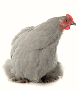 Pekin Bantam Chicken: Breed Profile - ChickenJournal