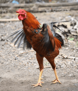 All Chicken Behaviors: A Guide to Understanding Your Flock