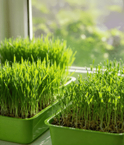 Growing Fodder for Chickens: A Sustainable Feed Solution