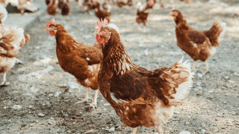 Gold Star Chickens: Complete Guide to This Hybrid Layer