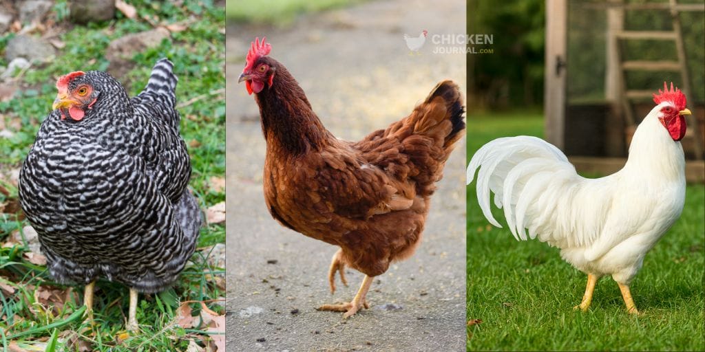11 Classic American Chicken Breeds: - ChickenJournal