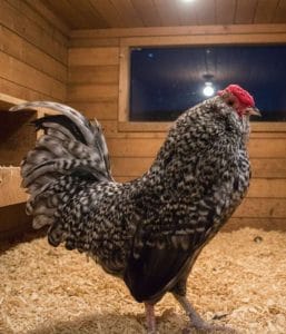 15 Rose Comb Chicken Breeds : Top List With Info