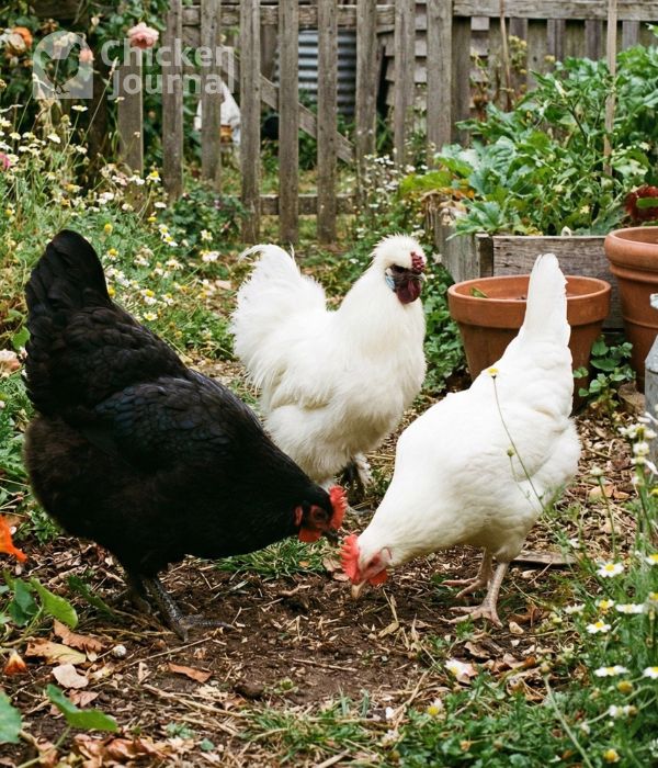 Raising Mixed-Breed Chicken Flock: Bantams & Large, Other